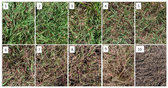 Biostimulants Do Not Mitigate the Effects of Pasture Dieback in the ...