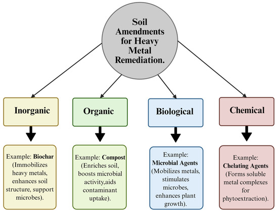 Advancing Phytoremediation: A Review of Soil Amendments for Heavy Metal Contamination Management