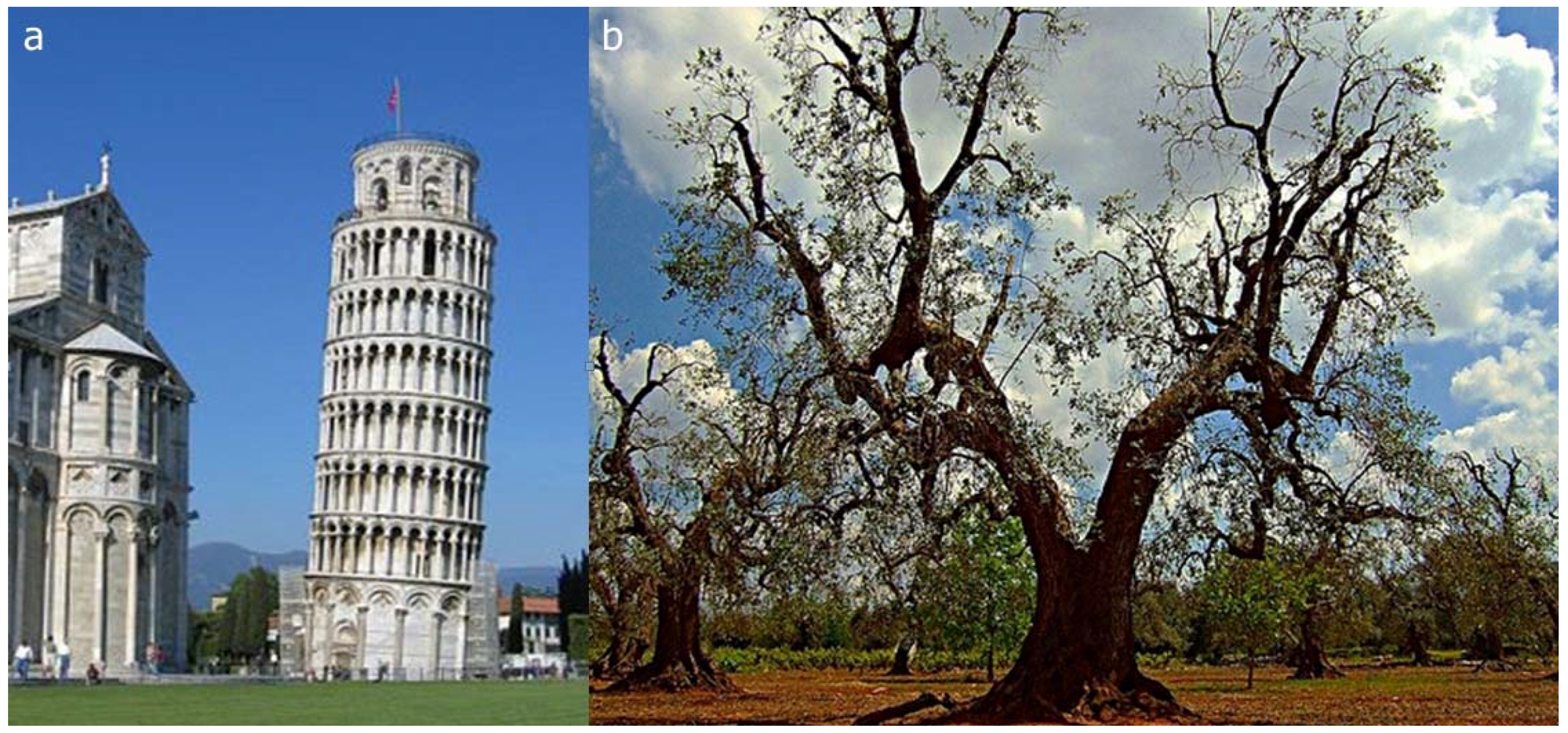 Symmetry versus Asymmetry in the Molecules of Life: Homomeric Protein ...