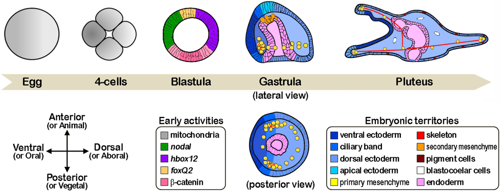 Symmetry Breaking and Establishment of Dorsal/Ventral Polarity in the ...