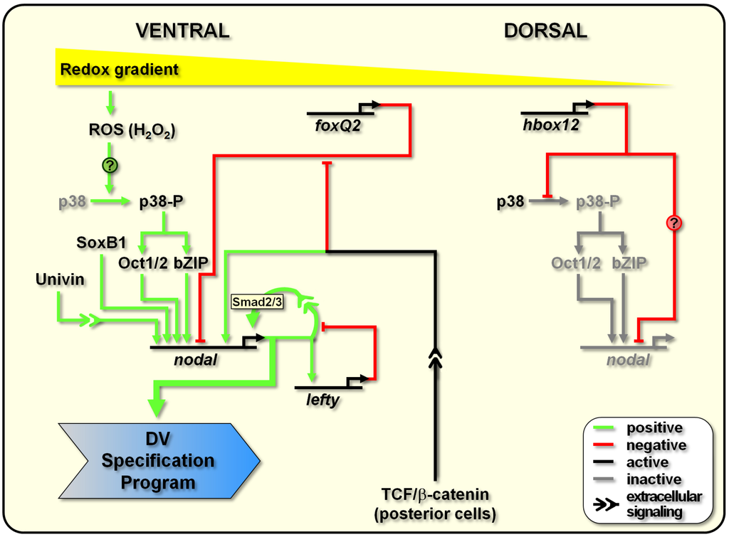 Symmetry | Special Issue : Symmetry and Asymmetry in Biology