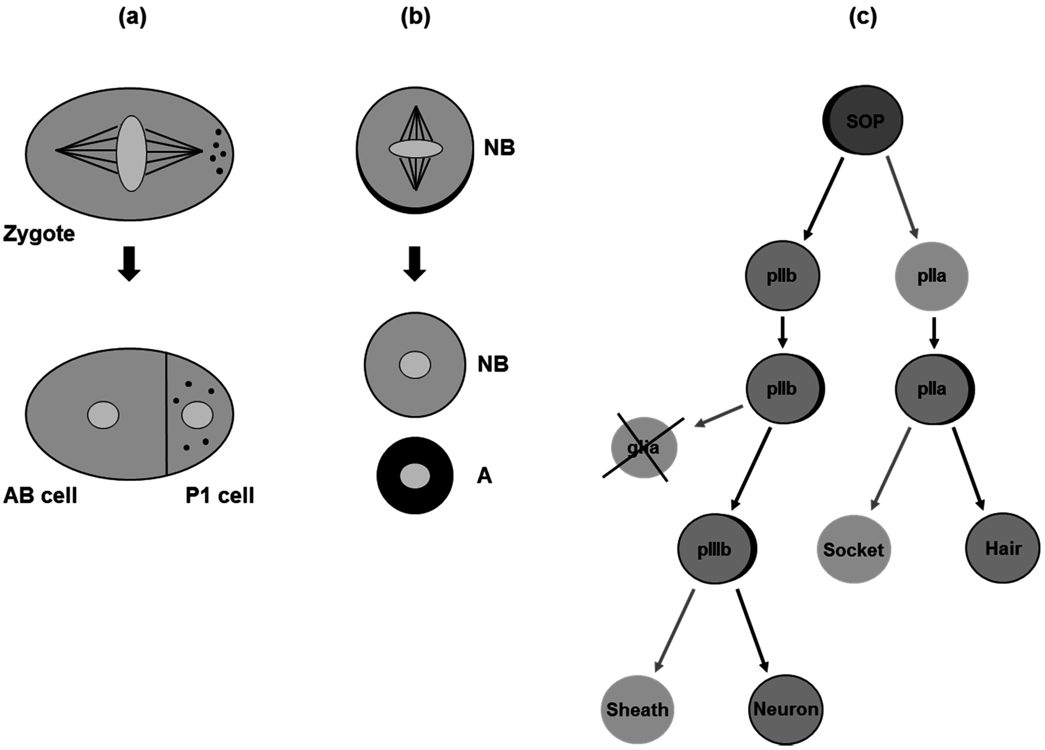Concise Review: Asymmetric Cell Divisions in Stem Cell Biology