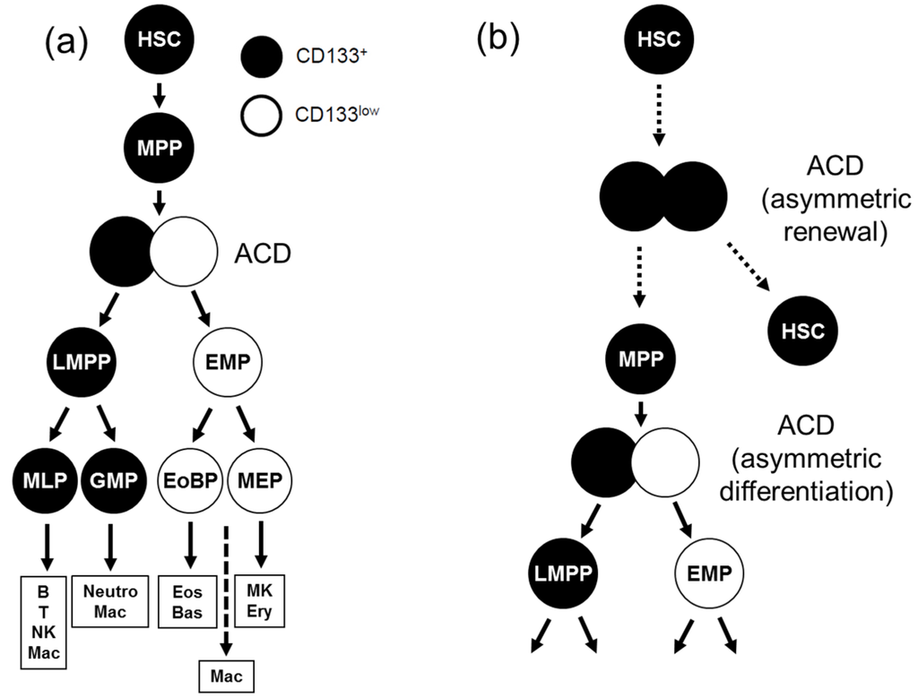 Symmetry | Special Issue : Symmetry and Asymmetry in Biology