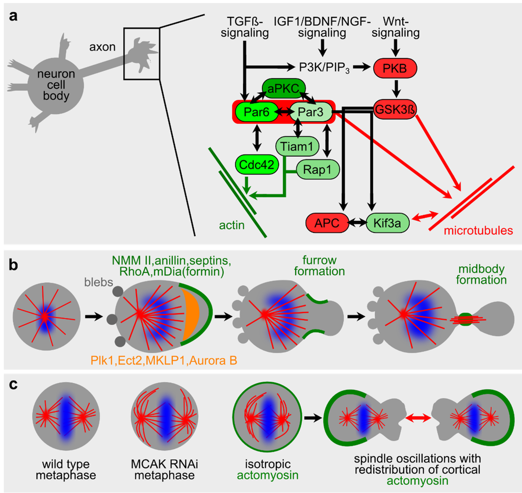 Symmetry | Special Issue : Symmetry and Asymmetry in Biology