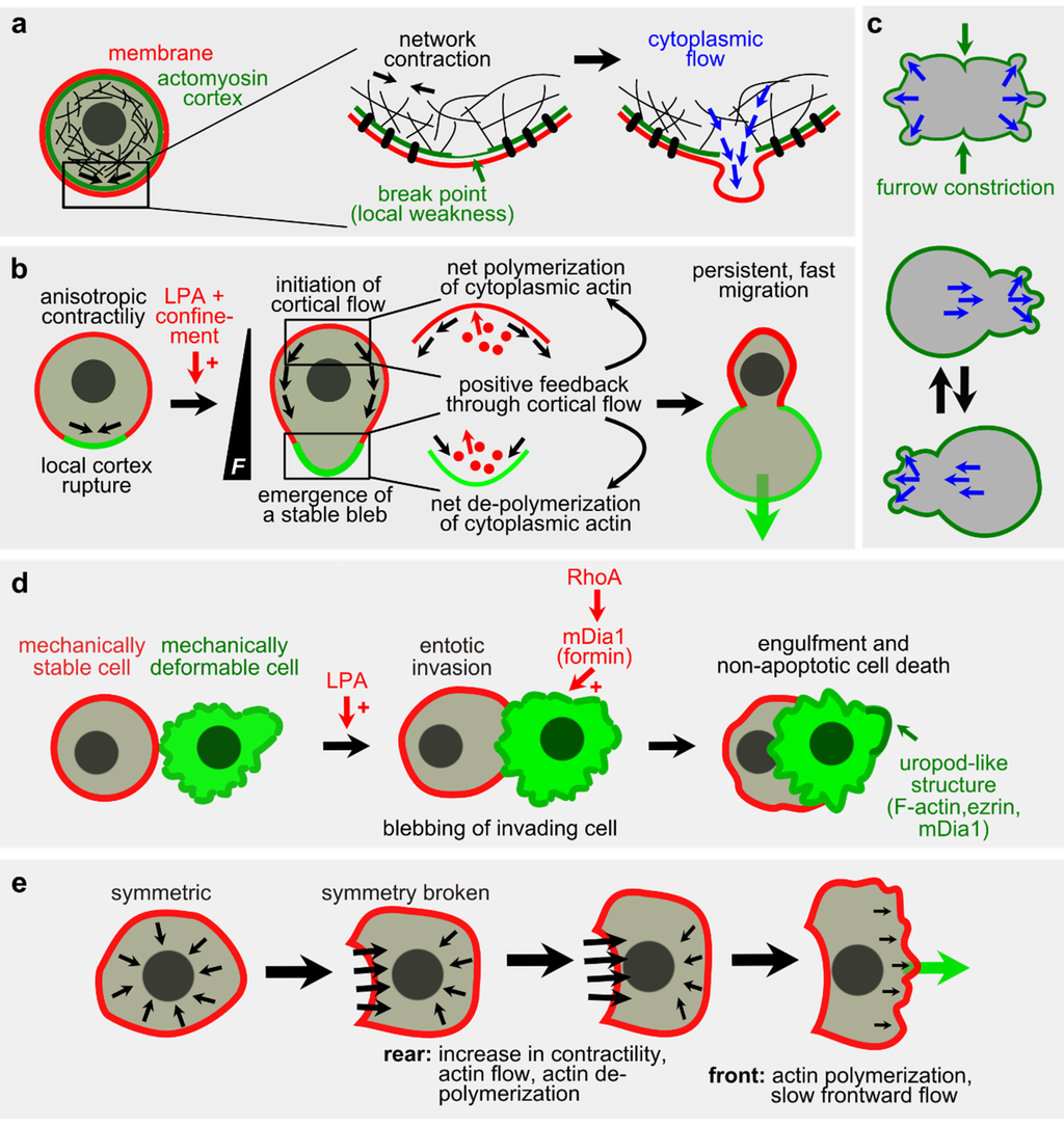 Symmetry | Special Issue : Symmetry and Asymmetry in Biology