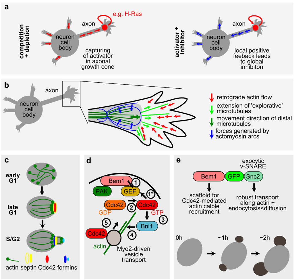 Symmetry | Special Issue : Symmetry and Asymmetry in Biology