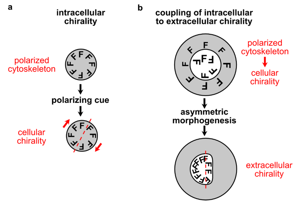 Symmetry | Special Issue : Symmetry and Asymmetry in Biology