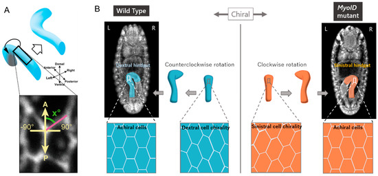 Cells with Broken Left–Right Symmetry: Roles of Intrinsic Cell ...