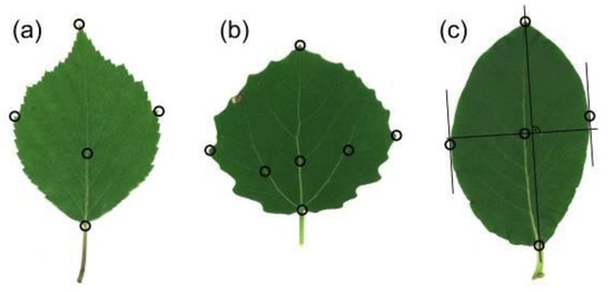 Photosynthetic Efficiency is Higher in Asymmetric Leaves than in ...