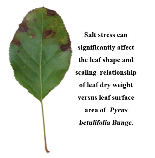 Symmetry | Free Full-Text | Effects of Salt Stress on the Leaf Shape ...