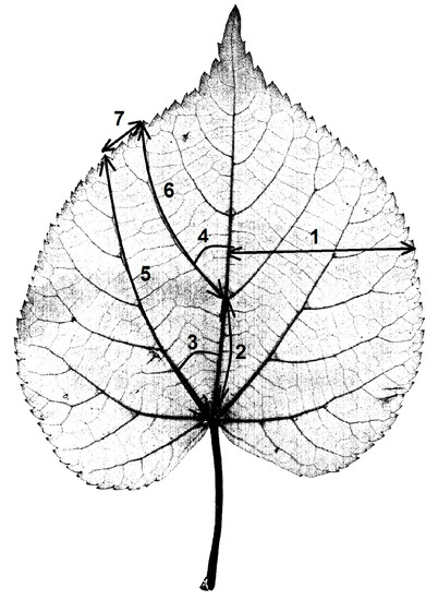 Change of Leaf Trait Asymmetry Type in Tilia cordata Mill. and Betula ...