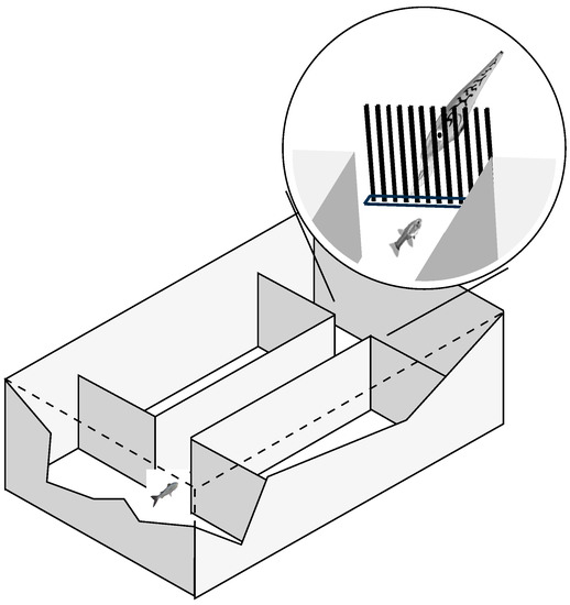 Does Brain Lateralization Affect the Performance in Binary Choice Tasks ...