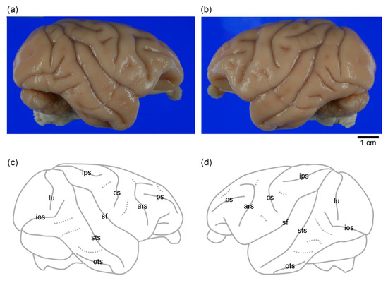 Symmetry | Special Issue : Brain Asymmetry in Evolution Symmetry | Special Issue : Brain Asymmetry in Evolution