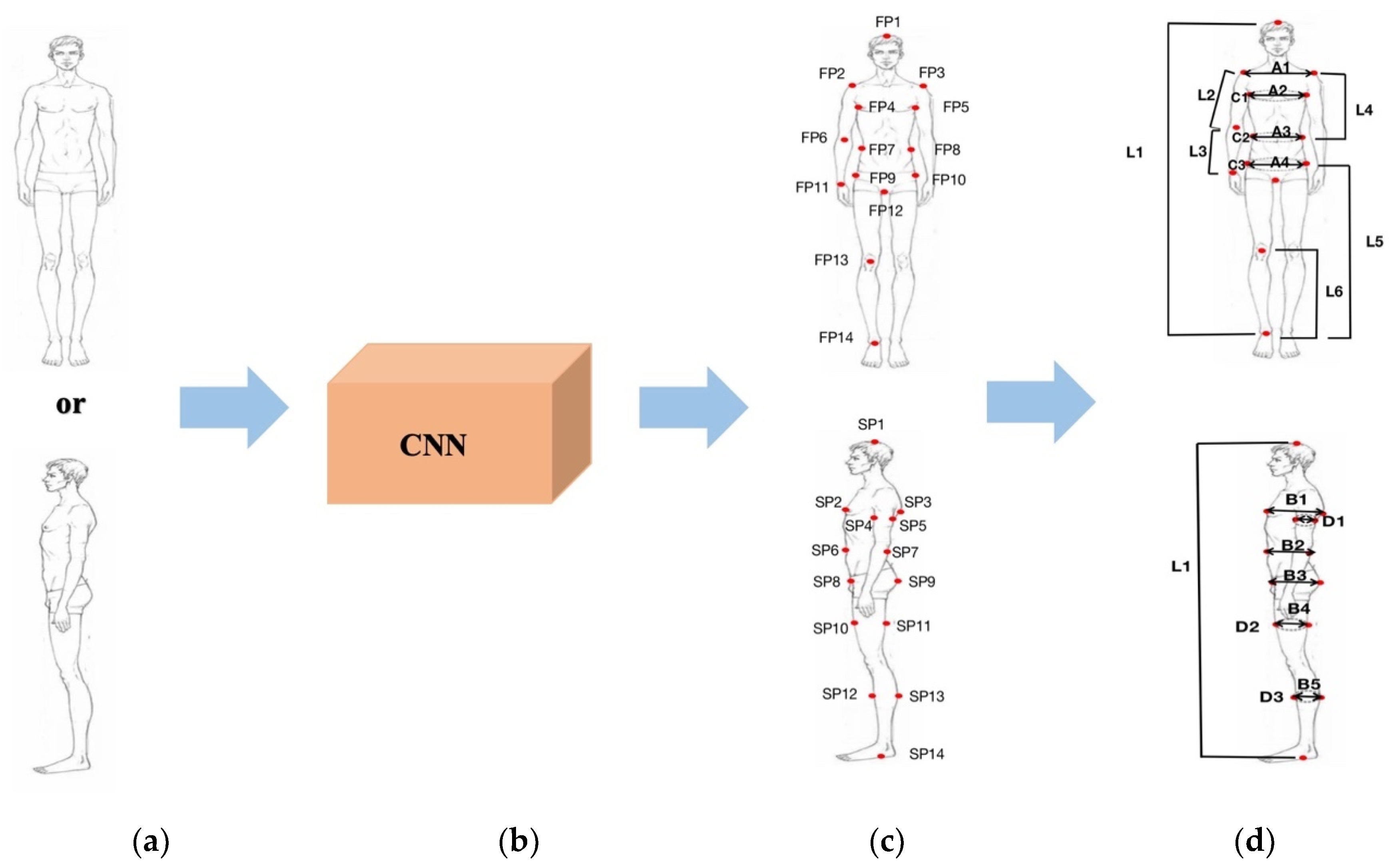 Anthropometric Landmarks Extraction and Dimensions Measurement Based on ...