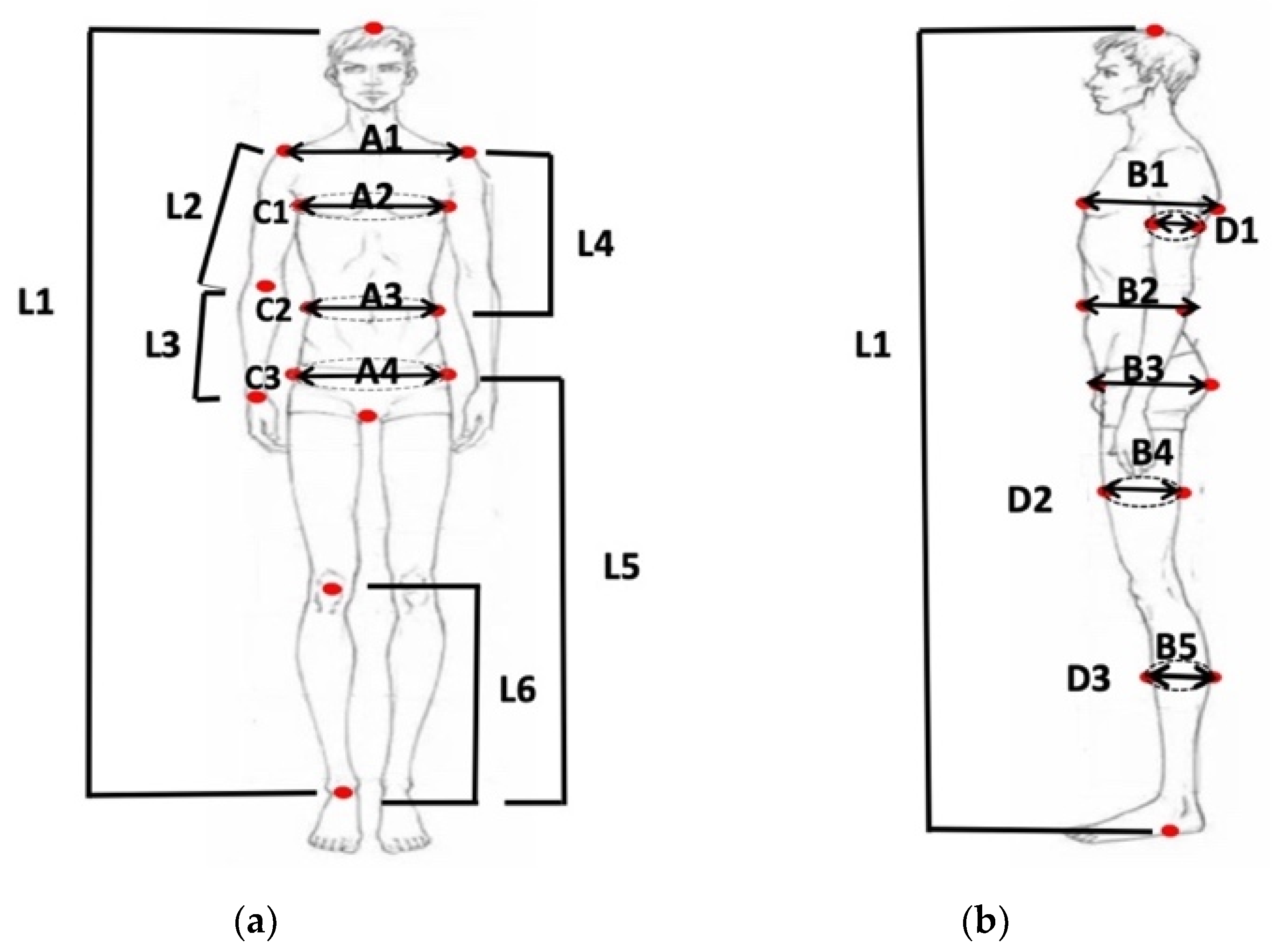 Anthropometric Landmarks Extraction and Dimensions Measurement Based on ...