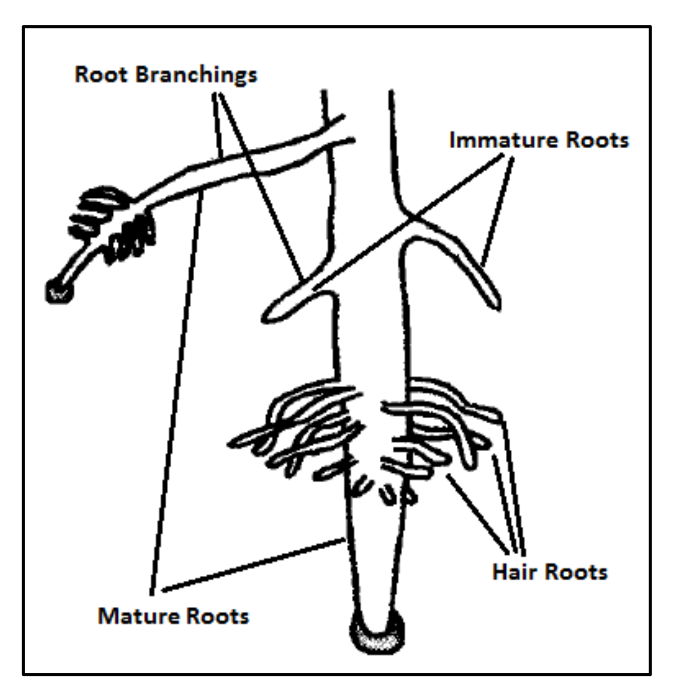 Symmetry | Free Full-Text | Smart Root Search (SRS): A Novel Nature ...