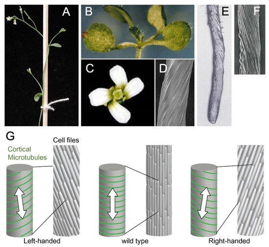 Mechanistic Insights into Plant Chiral Growth