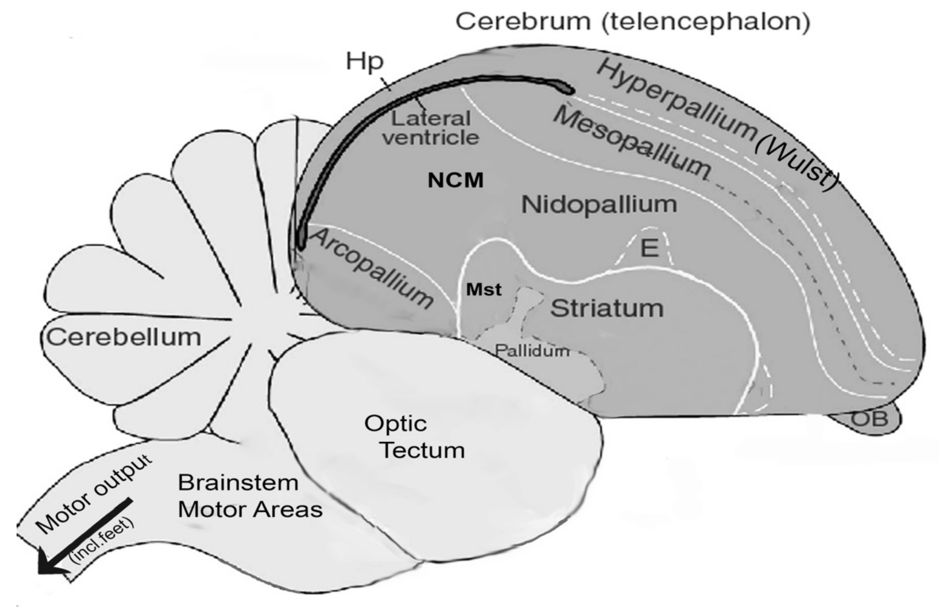 Symmetry | Free Full-Text | Brain Size Associated with Foot Preferences ...