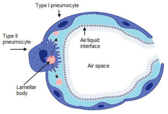 Simulated Breathing: Application of Molecular Dynamics Simulations to ...