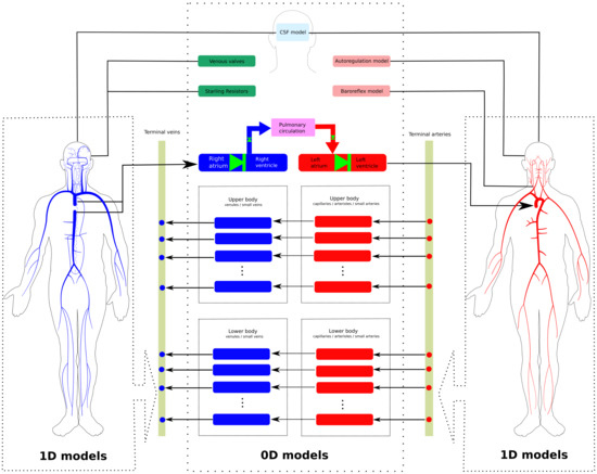 Total Effective Vascular Compliance of a Global Mathematical Model for ...