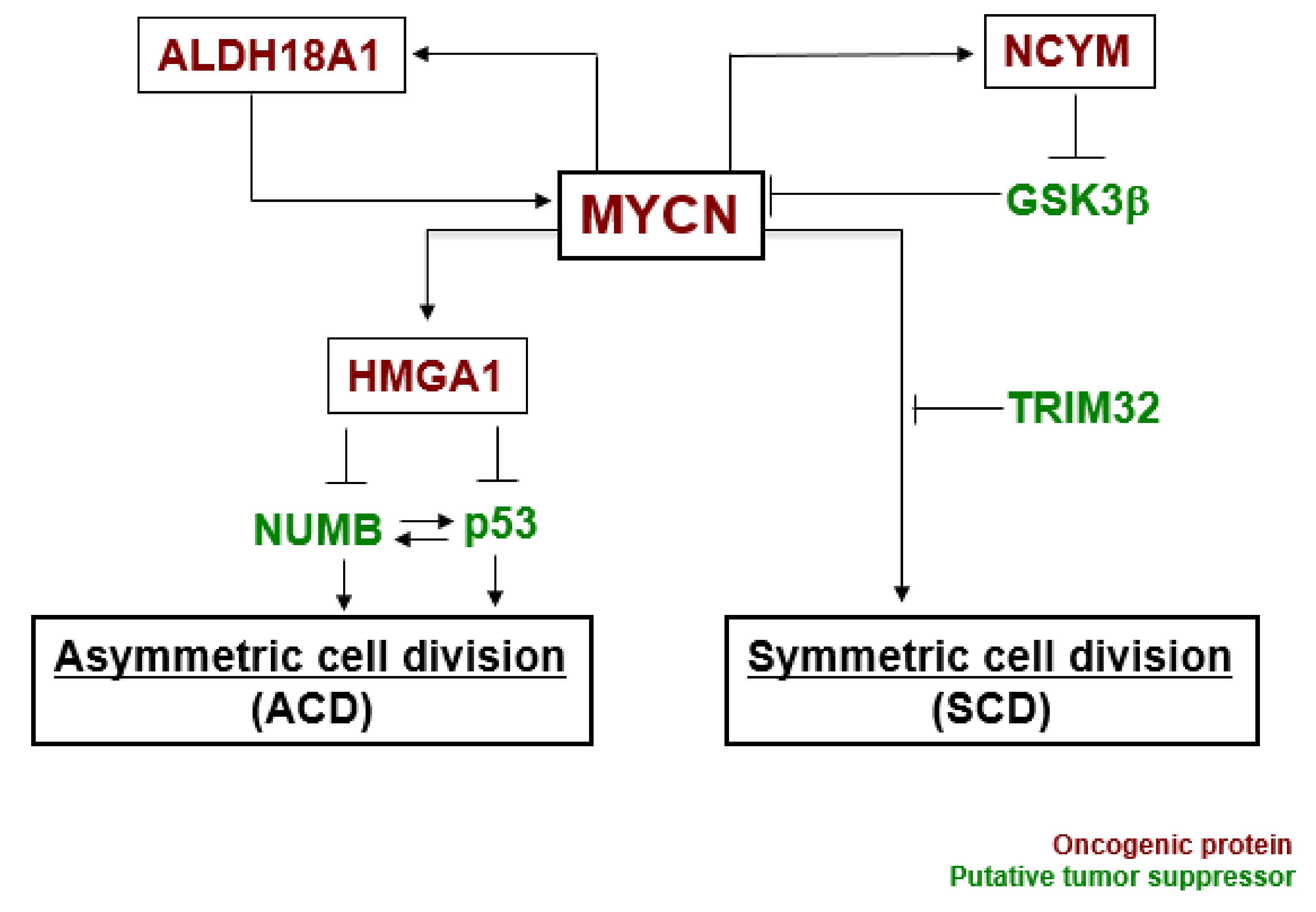 Analysis of Asymmetric Cell Division Using Human Neuroblastoma Cell ...