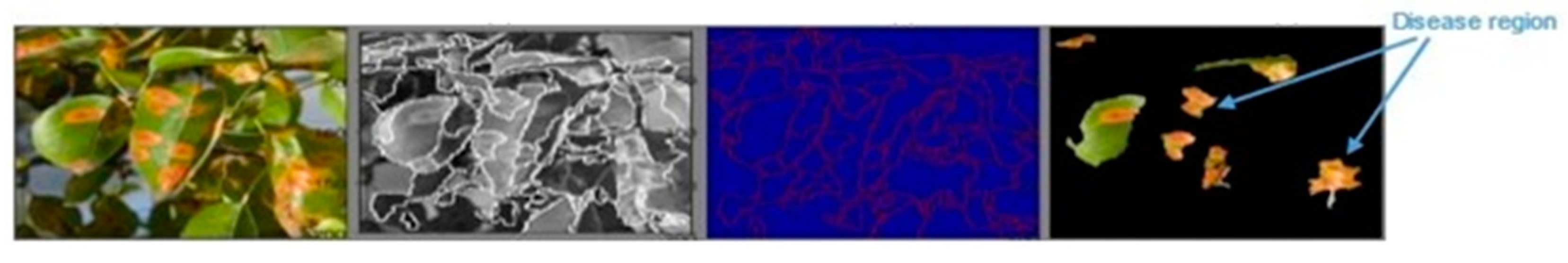 Categorizing Diseases from Leaf Images Using a Hybrid Learning Model