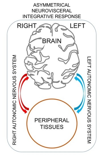 Symmetry | Free Full-Text | Brain Asymmetry: Towards an Asymmetrical ...