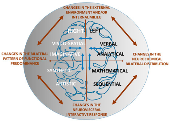 Symmetry | Free Full-Text | Brain Asymmetry: Towards an Asymmetrical ...