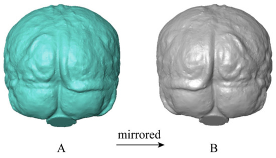 Asymmetry of Endocast Surface Shape in Modern Humans Based on ...