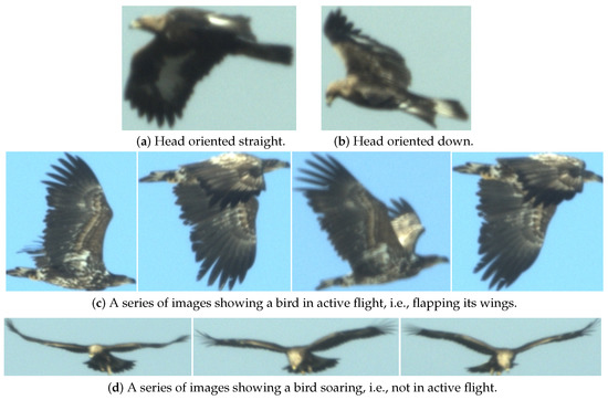 Quantifying Raptors’ Flight Behavior to Assess Collision Risk and ...