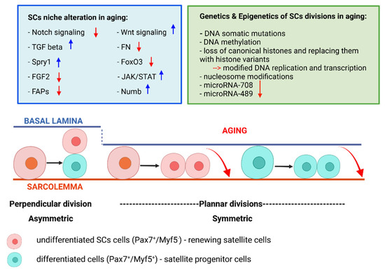 Skeletal Muscle Stem Cells in Aging: Asymmetric/Symmetric Division Switching