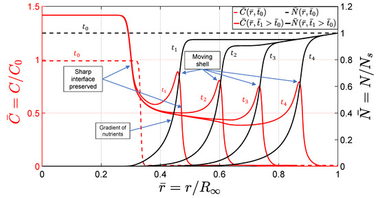 Mathematical Modeling of Spherical Shell-Type Pattern of Tumor Invasion