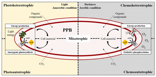 Wastewater Treatment Using Photosynthetic Microorganisms