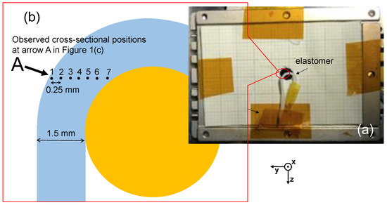 Flexoelectric Polarization in Liquid Crystalline Elastomers Prepared by Cross-Linking under ...