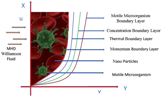 Bio-Convection Effects of MHD Williamson Fluid Flow over a ...