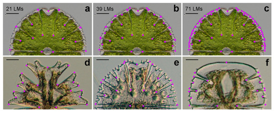 Spatial Integration of Cellular Shapes in Green Microalgae with Complex ...
