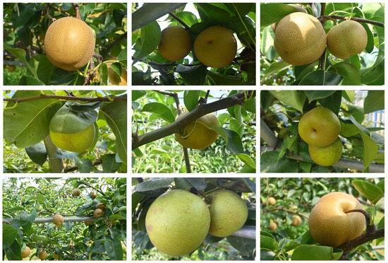 Pear Object Detection in Complex Orchard Environment Based on Improved YOLO11