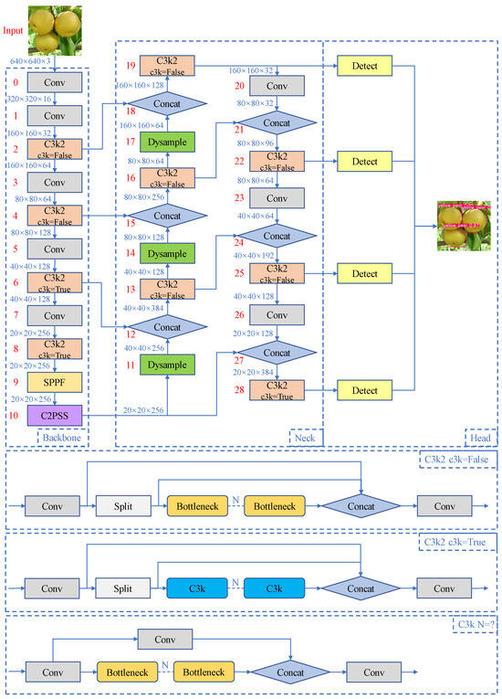Pear Object Detection in Complex Orchard Environment Based on Improved YOLO11
