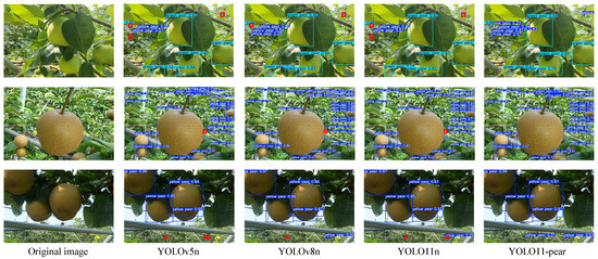 Pear Object Detection in Complex Orchard Environment Based on Improved YOLO11