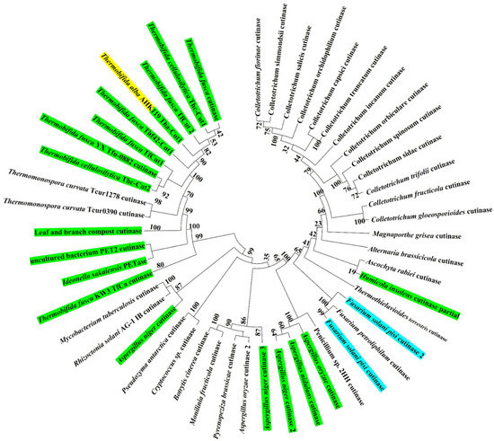 Biotechnological Application of Cutinase: A Powerful Tool in Synthetic ...