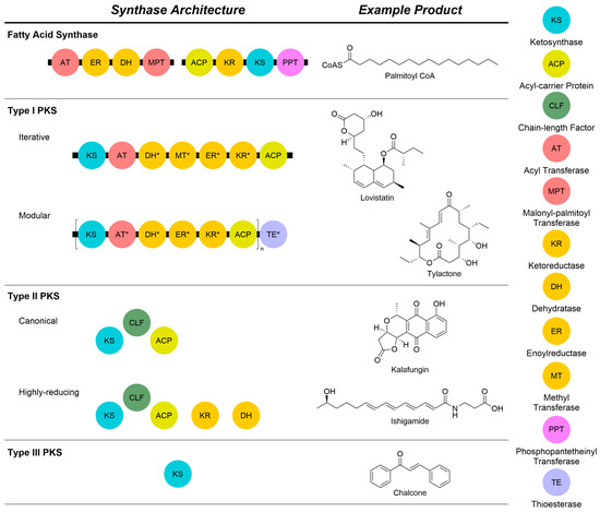 SynBio | Free Full-Text | Expanding the Biosynthetic Toolbox: The Potential and Challenges of In ...
