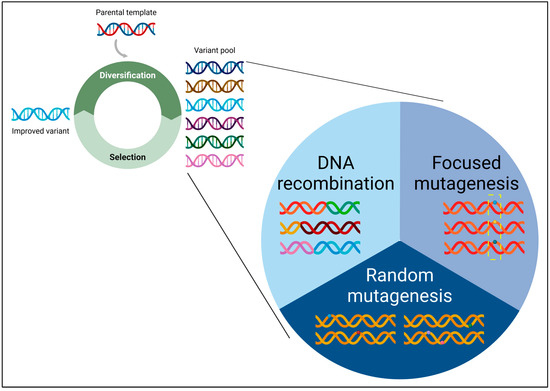 Crafting Genetic Diversity: Unlocking the Potential of Protein Evolution