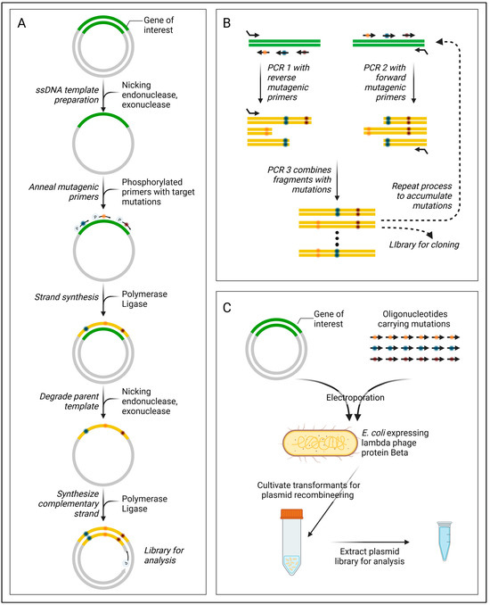SynBio | Free Full-Text | Crafting Genetic Diversity: Unlocking the ...