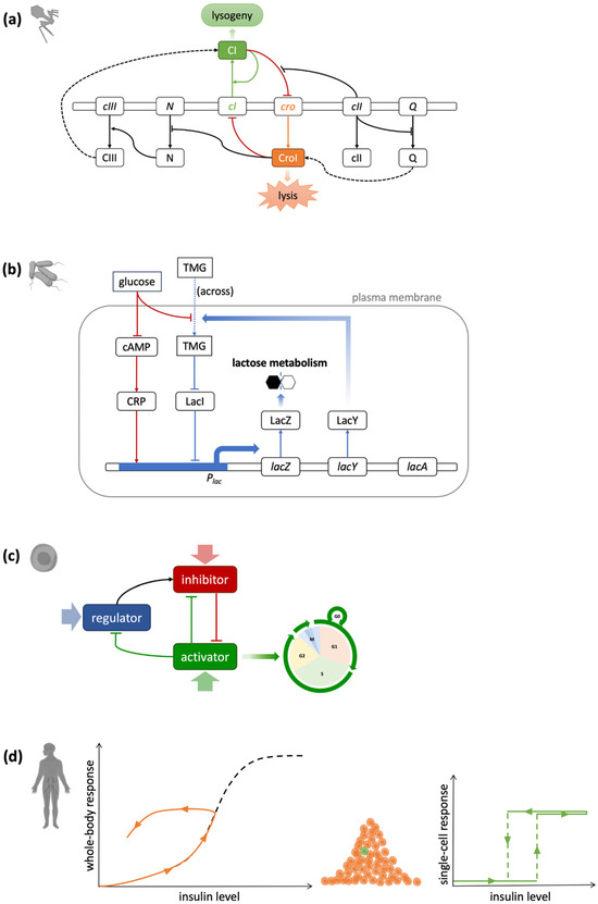 Harnessing Naturally Occurring Bistable Switches for Their Application ...