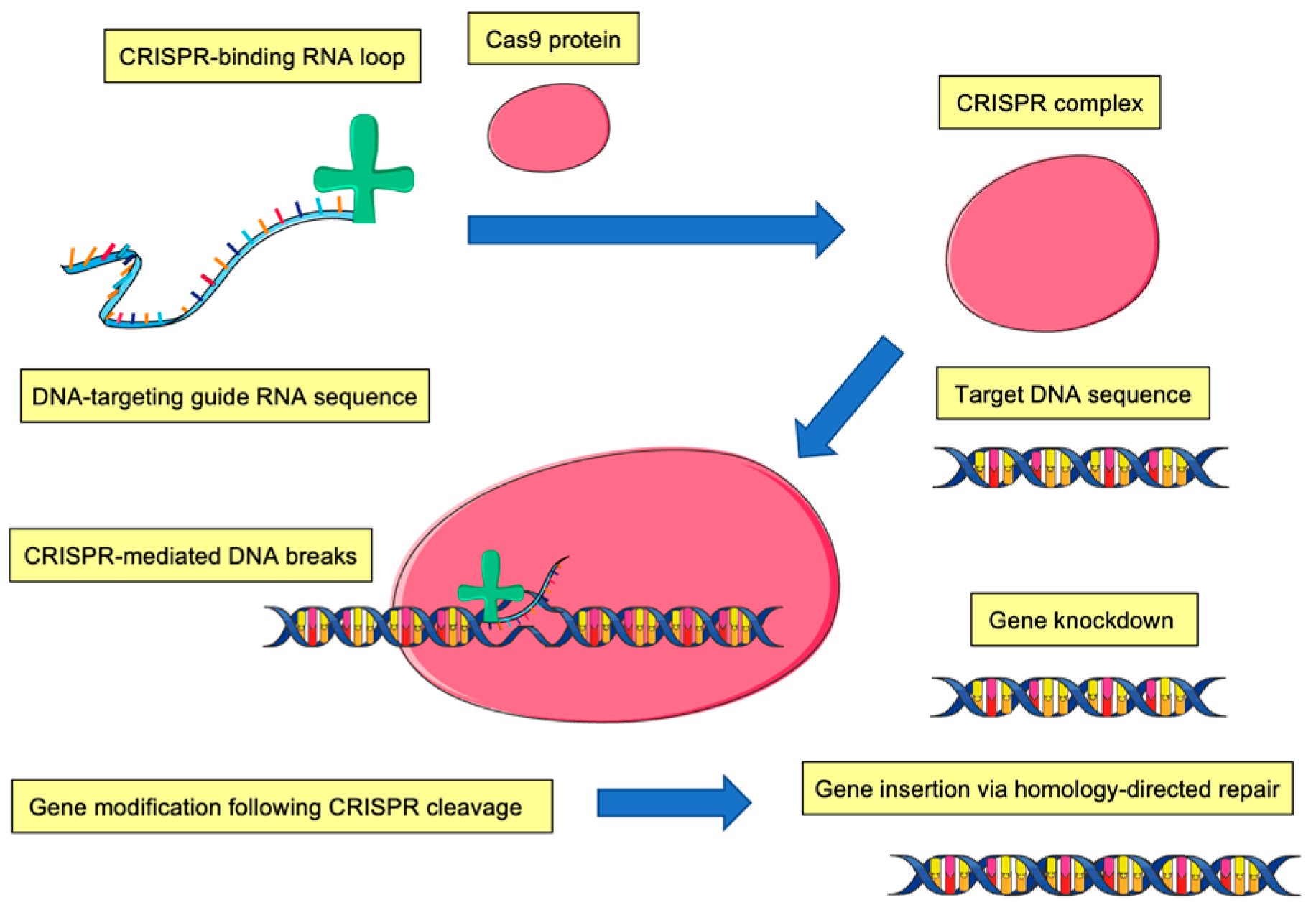 Integrating CRISPR Technology with Key Genetic Markers in Pancreatic ...