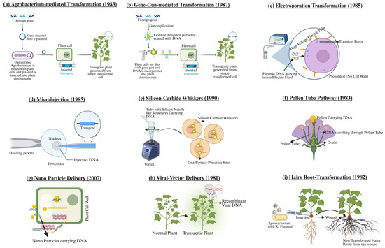 Plant Transformation and Genome Editing for Precise Synthetic Biology ...