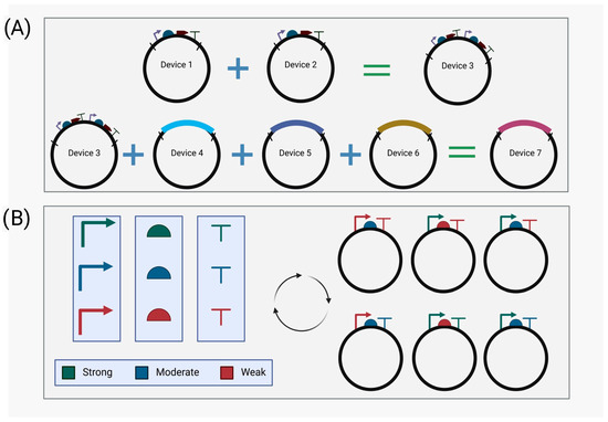 A Guide in Synthetic Biology: Designing Genetic Circuits and Their ...