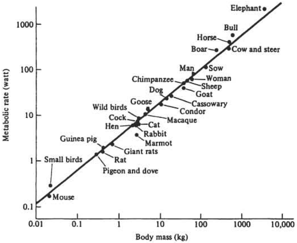 A Fractional Probability Calculus View of Allometry