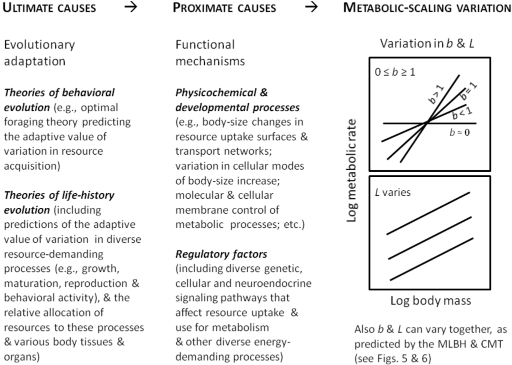 Metabolic Scaling in Complex Living Systems