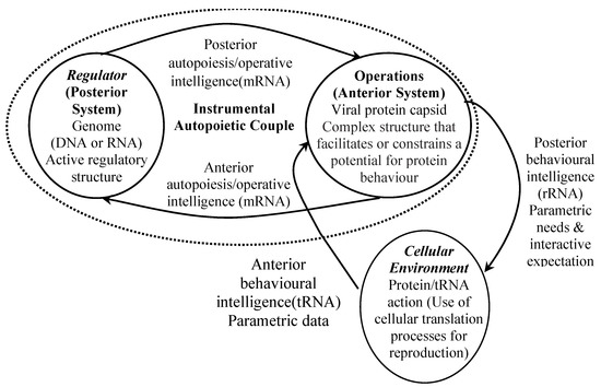 Viruses as Living Systems—A Metacybernetic View